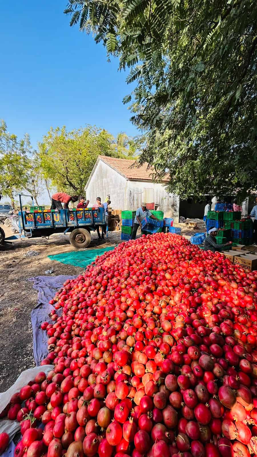 Pomegranate Farming - Mak Life Producer Company Limited