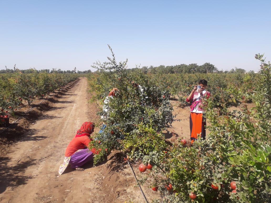 Pomegranate Farming - Mak Life Producer Company Limited