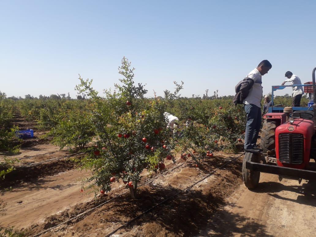 Pomegranate Farming - Mak Life Producer Company Limited